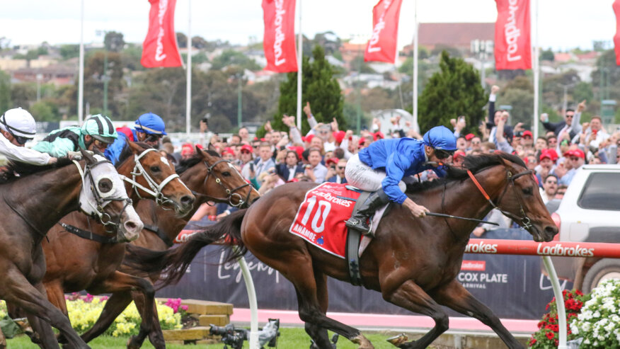Cox Plate Racing Tips & Odds - TAB NZ Punters Lounge